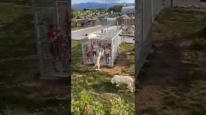Правильный зоопарк