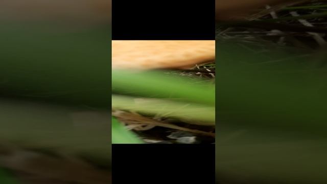 Какой большой подберёзовик вымохал !🍄
