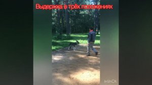 МВ Фифа ( щенок 5 месяцев)