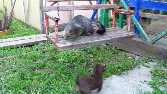 Жорик против Василия.mp4