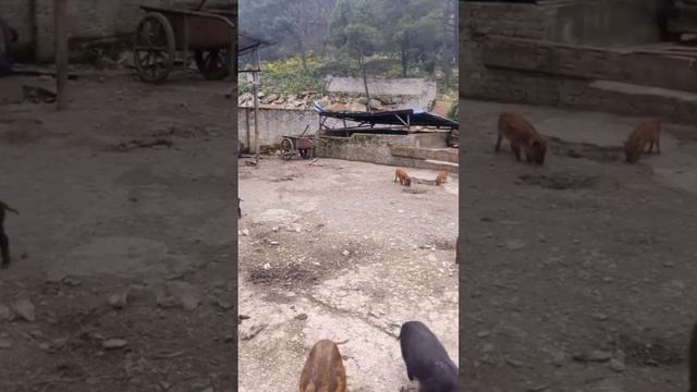 my pig #boar #animal #pig #wildpig #pigfarmvideo #wildlife #viral #viralvideo #hogwart