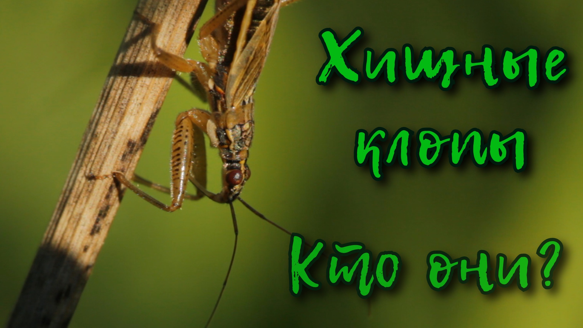 Хищные клопы. Кто они?