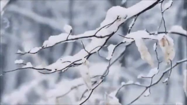 Снегопад Стихи Ольги Бурлака Музыка и исполнение Николая Шершня Клип Елены Кулик