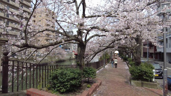 Cherry Blossom and Sakura Boot Tours in Yokohama at Ooka River 01.04.2022