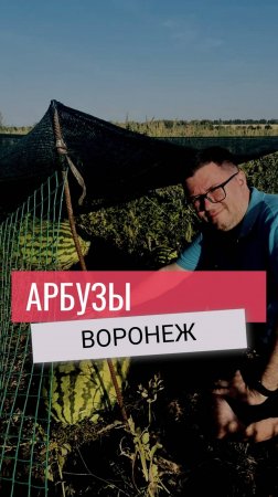 Самые большие арбузы в России