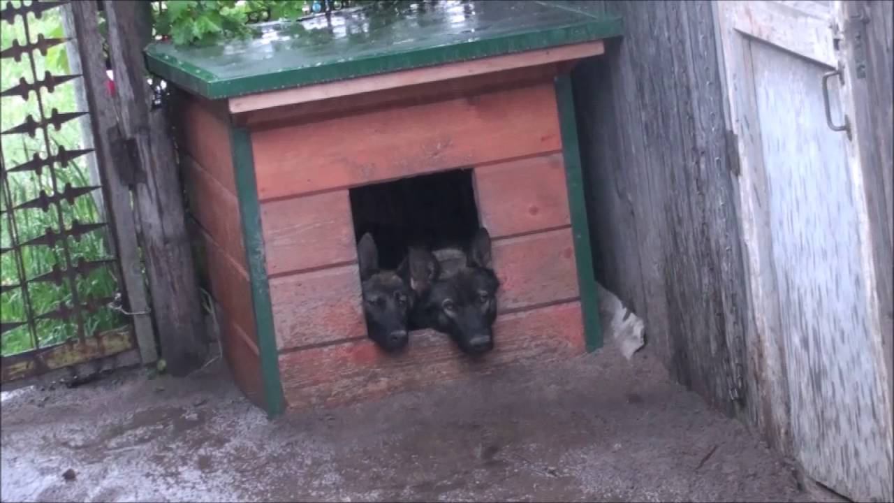 Дождь. Нюша и Ибрагим в будке.