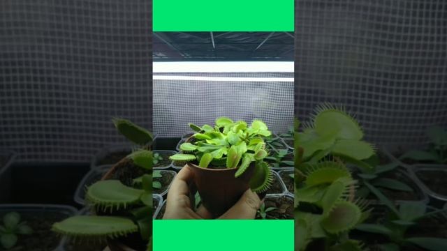 Зимой и летом больше света! Освещение, подсветка дионеи мухоловки.