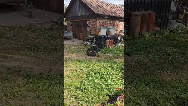 Ясер с Красных Прудов и колечки