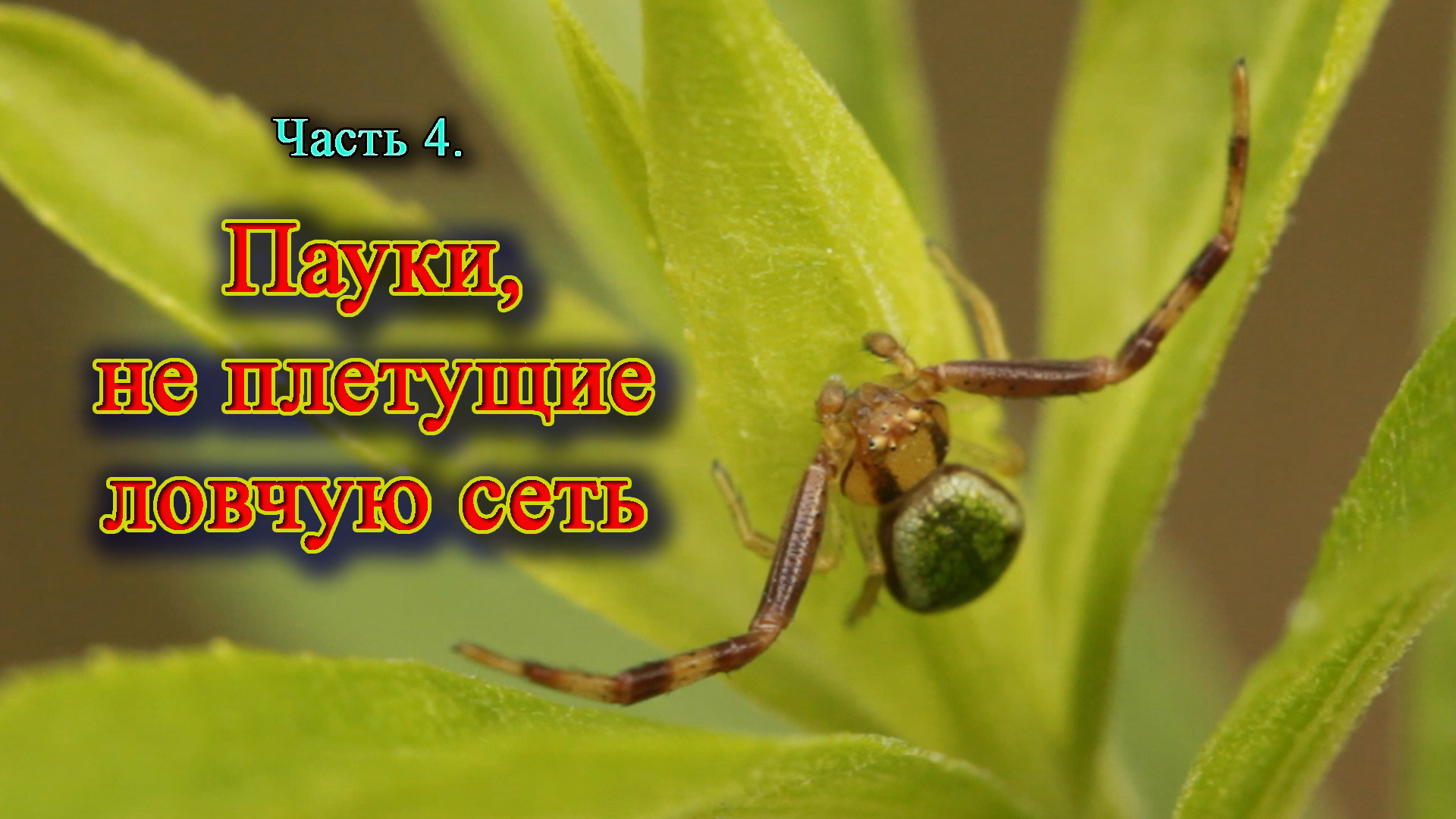 Пауки не плетущие ловчую сеть. Фауна Беларуси / Микропланета