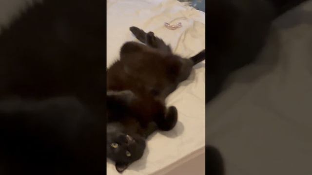 И кто это тут такой красивый! Кот разлегся, валяется на кровати, зевает, животные, кровать
