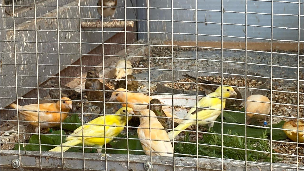 Разведение канареек 2022￼г.