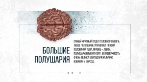 Инфо Мозг обзор