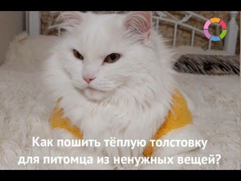 Как пошить одежду питомцу из ненужных вещей?