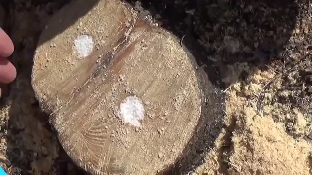 Как удалить старый пень на даче?