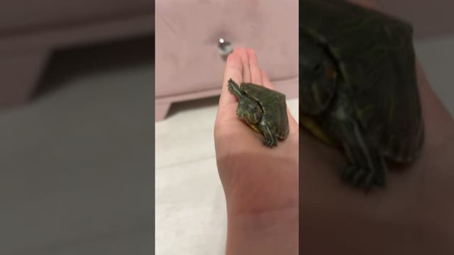 Моя малышка черепашка🐢