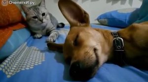 Бесцеремонный котик и спящий пёс