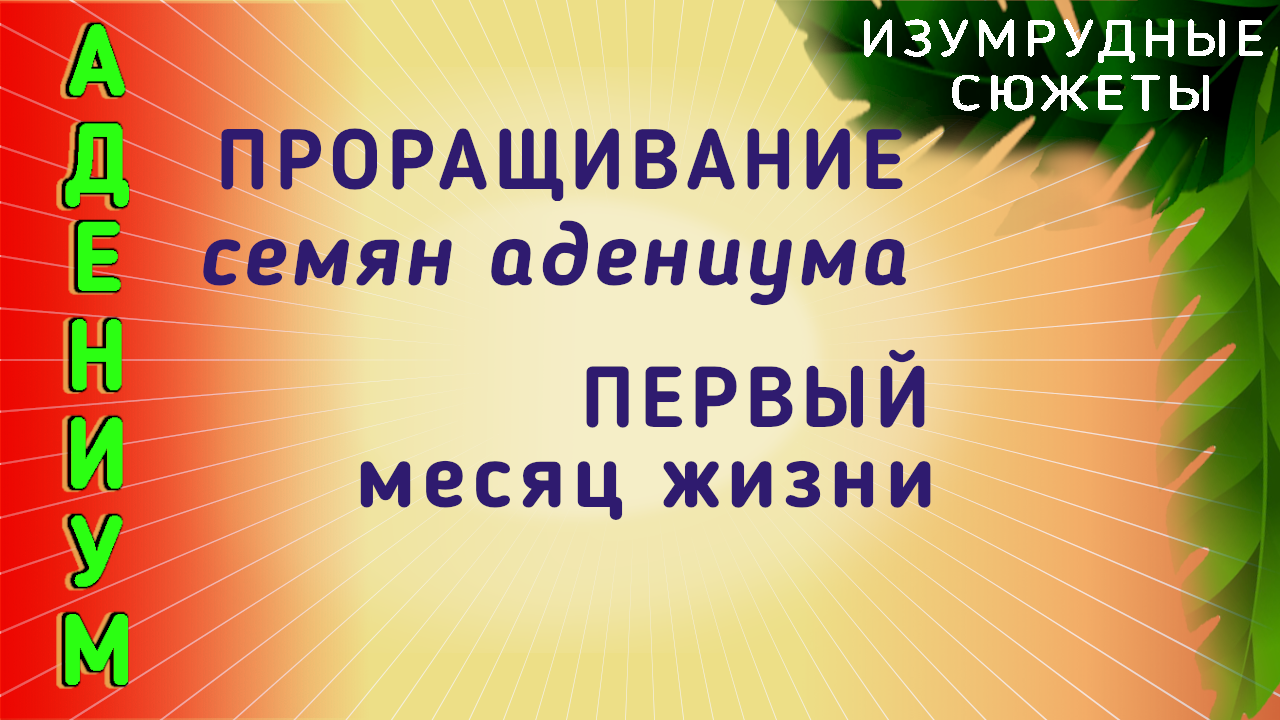 Адениум Проращивание Семян Адениума.Первый Месяц Жизни Семян.