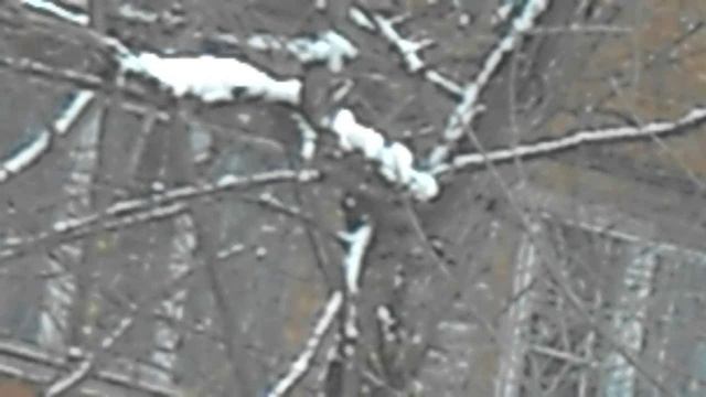 Ворона среди веток 3564654654 DSCN5095