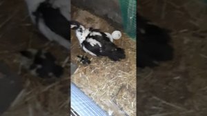 ПроЗверюшек.Занялись разведением индоуток.Фильм4.Серия1 .mp4
