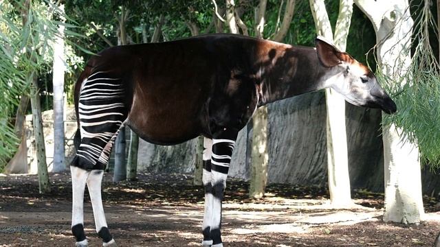 Okapi: The Animal That Looks Like A Zebra, Giraffe & Deer All in One ...