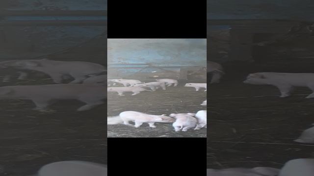 Молочные поросятки