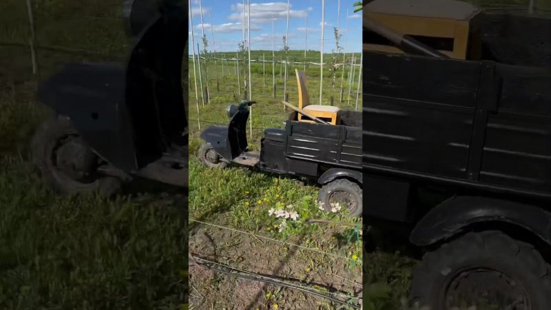 Яблоневый сад поврежденный зайцами зимой зацвел. #яблоня #сад