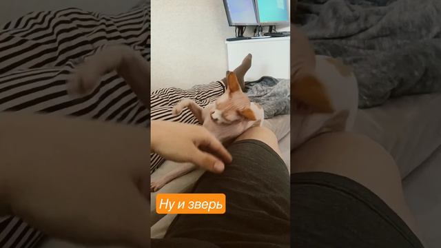 Что за лев этот тигр 🐅 ?#сфинкс #кот #приколы #развлечения
