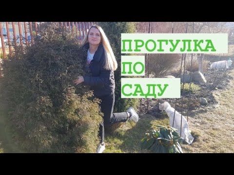 ПРОГУЛКА ПО ХВОЙНОМУ САДУ ?ГОРТЕНЗИИ ПРОСЫПАЮТСЯ.mp4