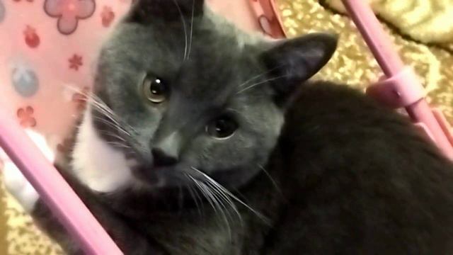 Котёнок Сеня изволит кататься.
