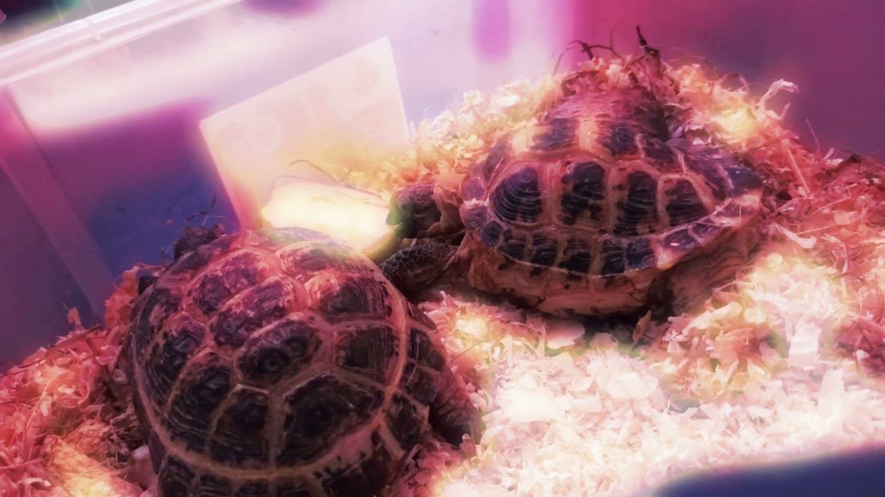 Мои черепашки в моей памяти