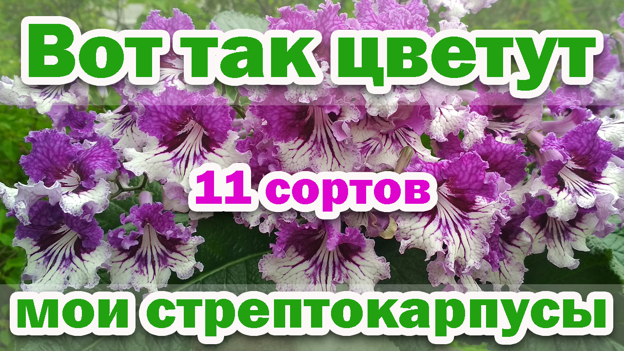 Мои ЦВЕТУЩИЕ стрептокарпусы. Цветение в 2020