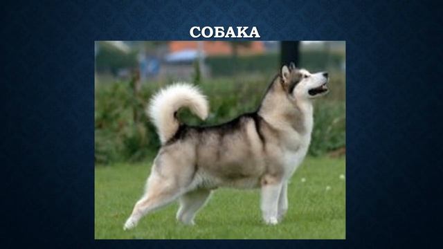 Жекотов Ю. _Сказка про умного тигра_.  Резиков С. Читает Афонин Д.mp4