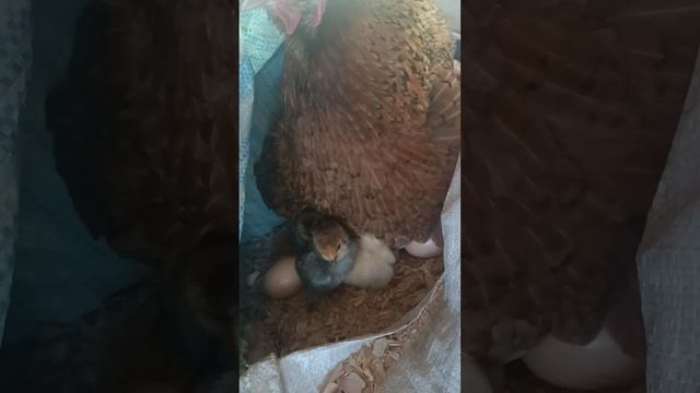НАСЕДКА НА ЧЕРДАКЕ 2 #наседка #чердак #цыплята #курица #инкубация #опилки #животные #ондулин #дв