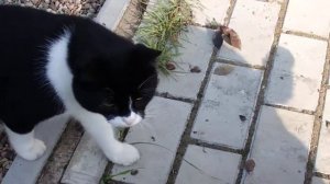 Утренние приветствия Котюти и Мурли..
