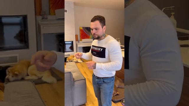 Эксклюзивный розыгрыш на дзене! Разыгрываем корм и скоро розыгрыш щенка. Ссылка на дзен в описании👇