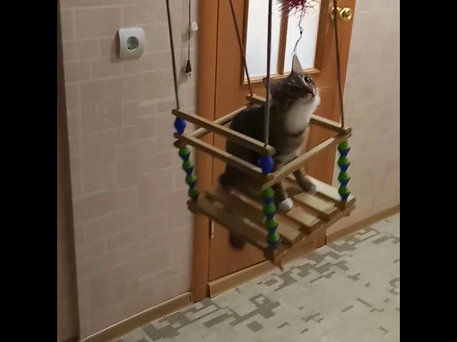 Смешные коты видео. Прикольные котики.