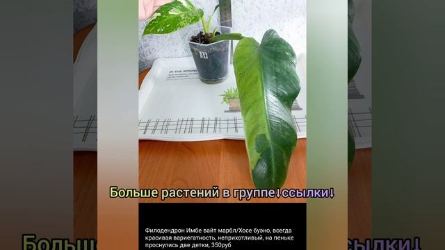 17.10.23 #Растения почтой?Филодендроны?Сингониумы?Сциндапсусы и др #растения #цветы #купить