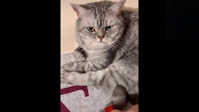 Приколы с котиками. Котики #97