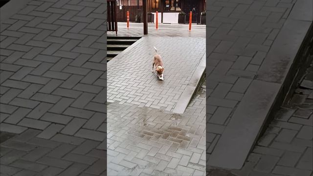 собака