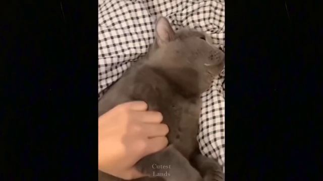 Приколы с котиками. Котики #96