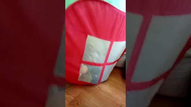 Дом щенка чау