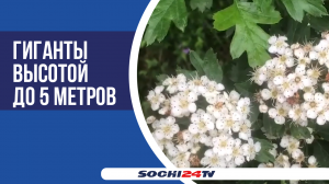 В лесу Сочи зацвел черный боярышник