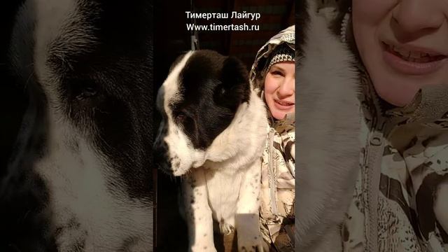 ТИМЕРТАШ ЛАЙГУР 3 месяца привит Дсавка по всему миру +79048881825 viber whatsapp www.timertash.ru