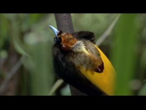 Райские птицы (Birds of Paradise)