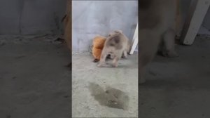 МОНСТРЯГА