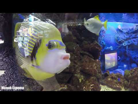 Дори в аквариуме В поисках Немо