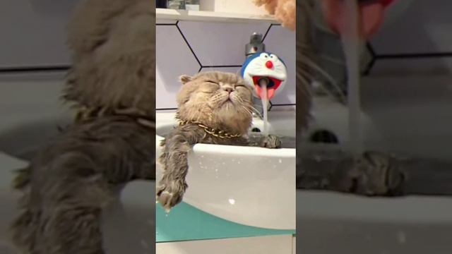 Карточка видео