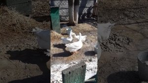 гуси.mp4