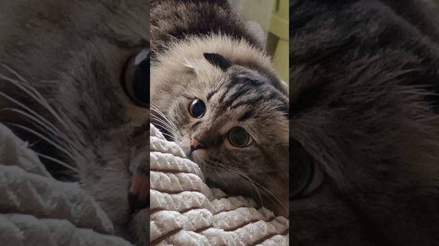 Эти глаза 😍 #cat #shorts #котик