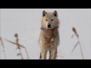 Волки против буйволов (Wolves vs Buffalo) 